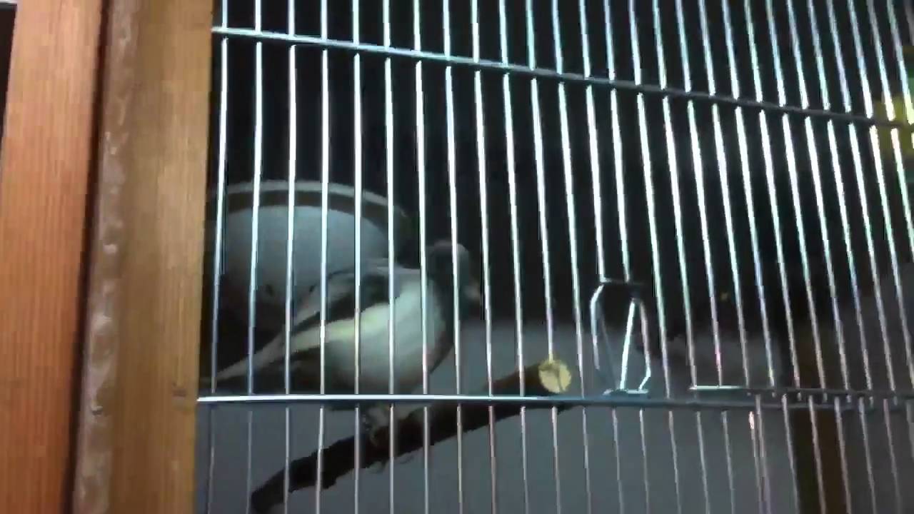 My canary breeding setup - YouTube