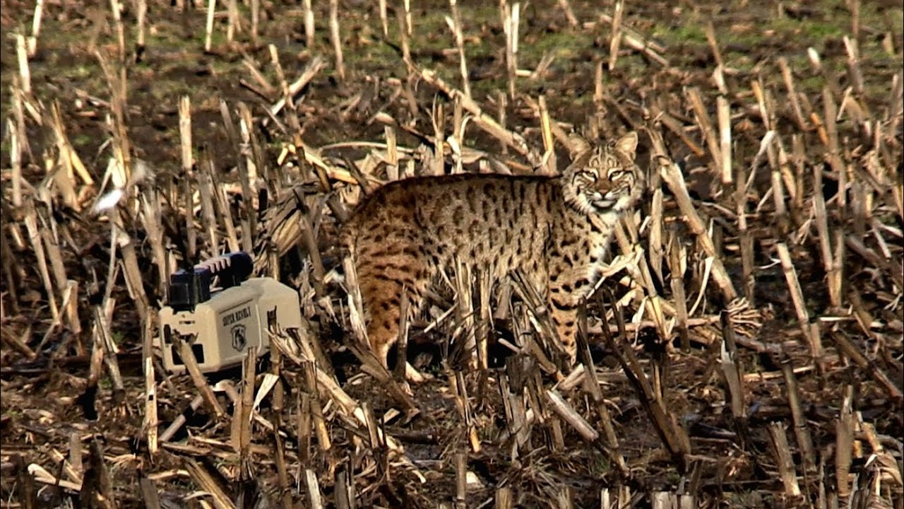 Kansas Coyotes and a BEAUTIFUL Bobcat stalks the Luckyduck caller - YouTube