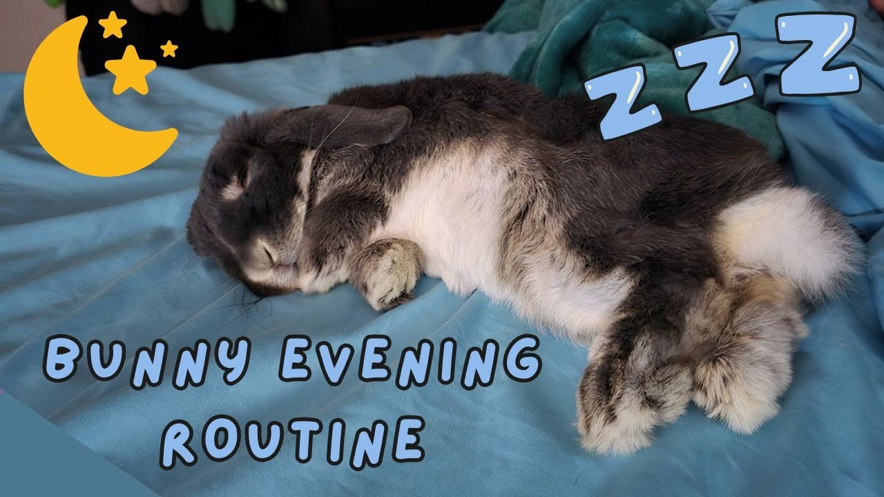 Bunny Bedtime Routine! - YouTube