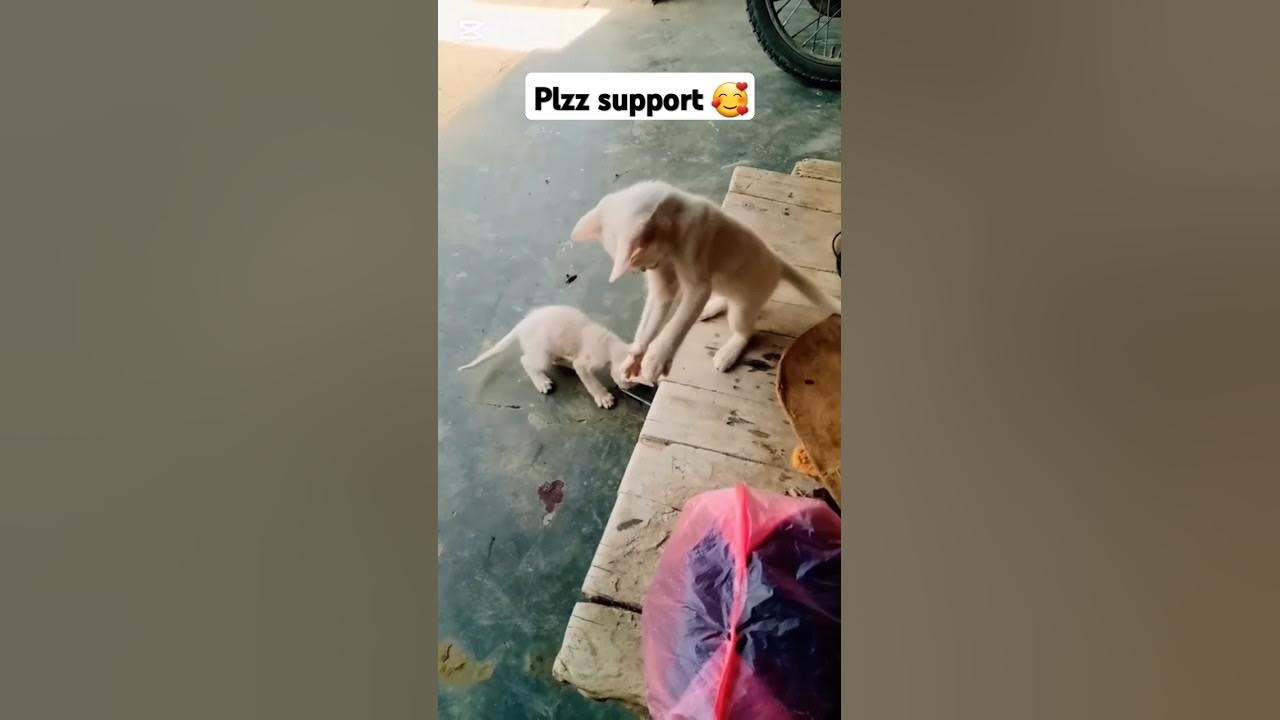 Cat comedy fun😛 #youtubeshorts viral video #Ch shoaib comedy viral velog in punjabi Launge # ...