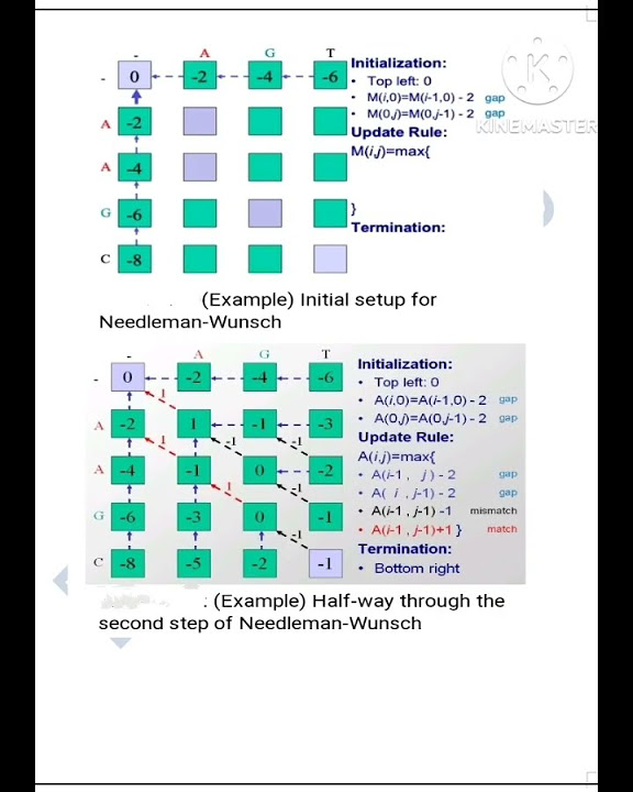 BIOINFORMATICS/ PART- 12# DYNAMIC PROGRAM - YouTube