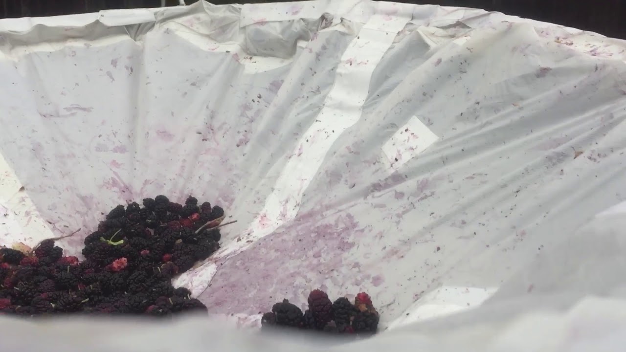 Gardening, Mulberry catcher - YouTube