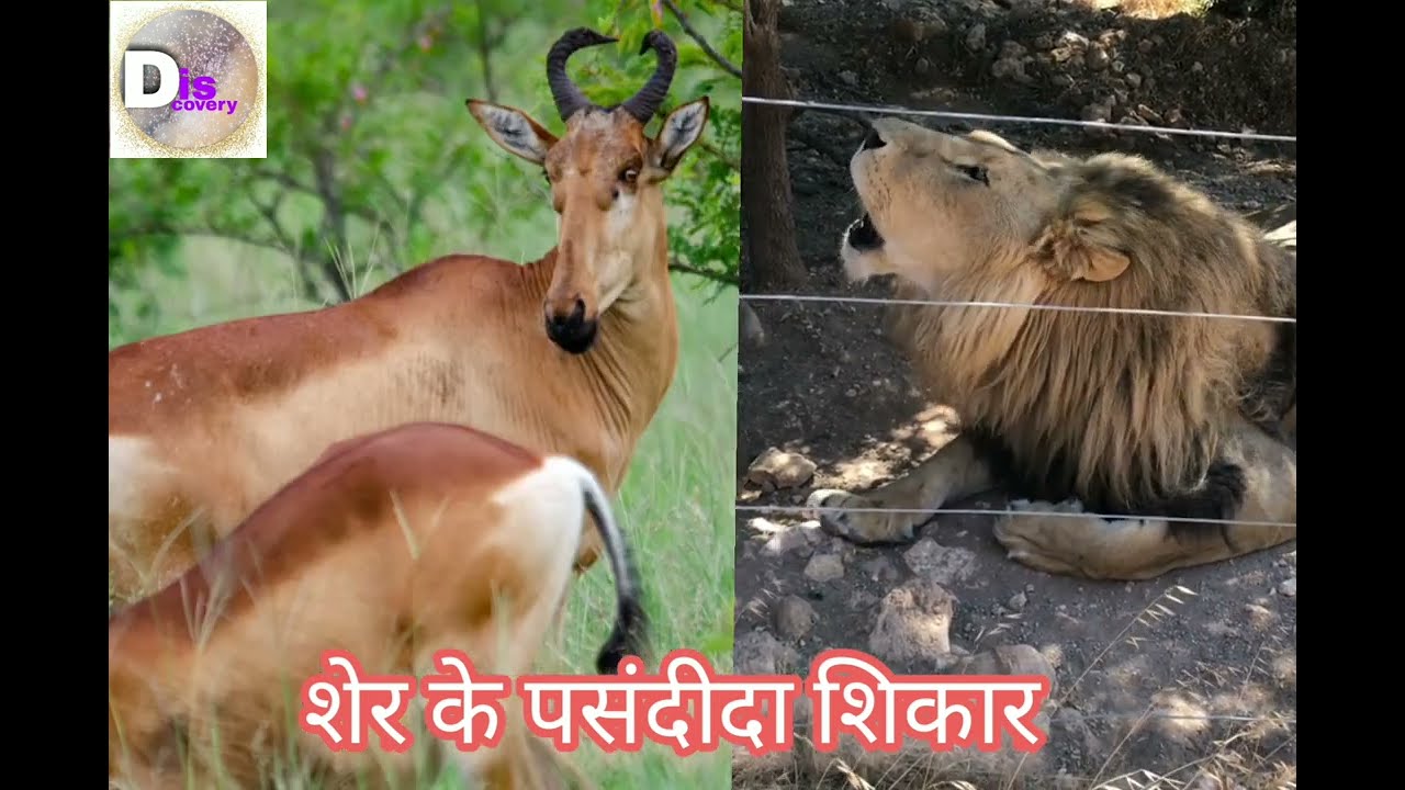sher ko jungle ka raja kyu kaha jata hai,sher ka shikar,जंगल का राजा ...