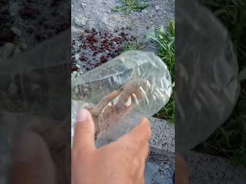 Köstebeği pet şişe ile yakalamak