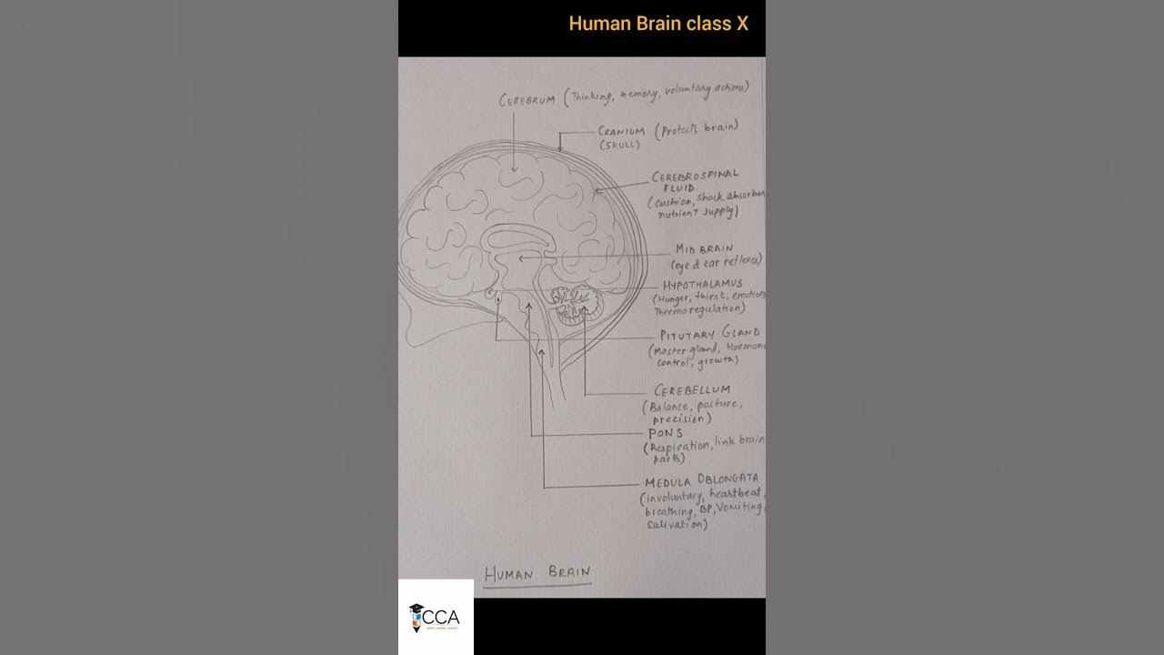 How to Draw Human Brain | Class 10 Science Diagram | Control & Coordination - YouTube