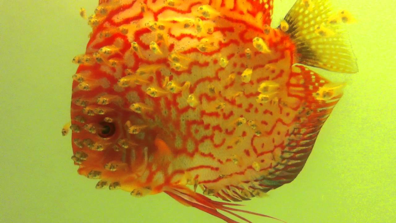 Baby Discus 3 weeks old. - YouTube