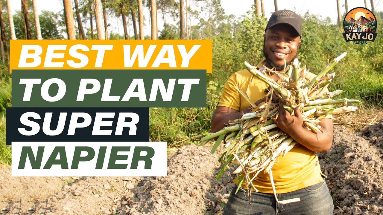 Best Way To Plant Super Napier Stems For Maximum Growth | ep79 # ...