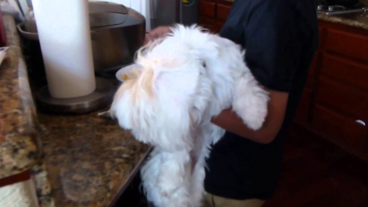 How to Cook the Dog - YouTube