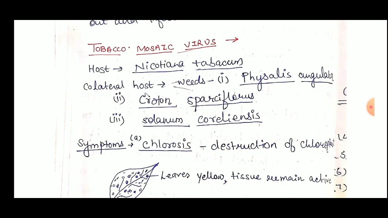 TMV and YVMV virus part 2, B. Sc. First year - YouTube