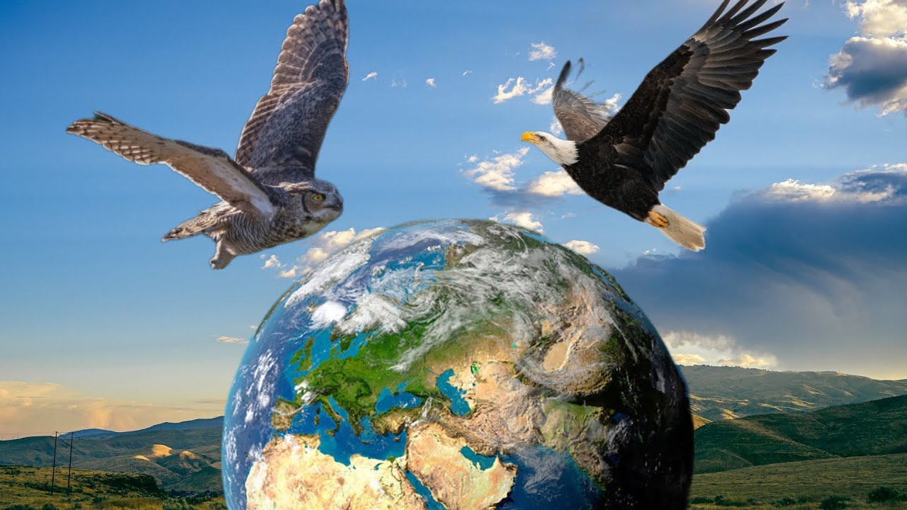 Observation of animals and birds // Eagle, Owl, Turtle - YouTube