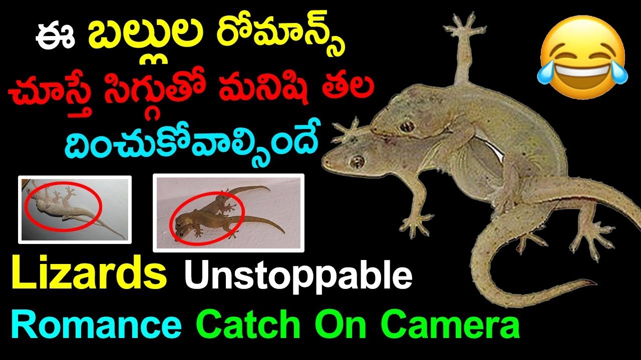 Amazing Video: Lizards Unstoppable Romance On Wall Catch On Camera ...