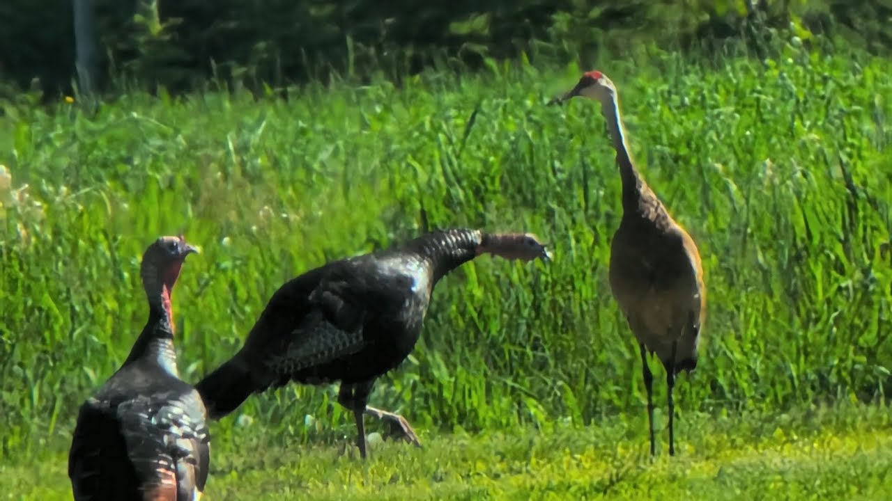 Gobbler & Jake visit with a Crane (squabble) - YouTube