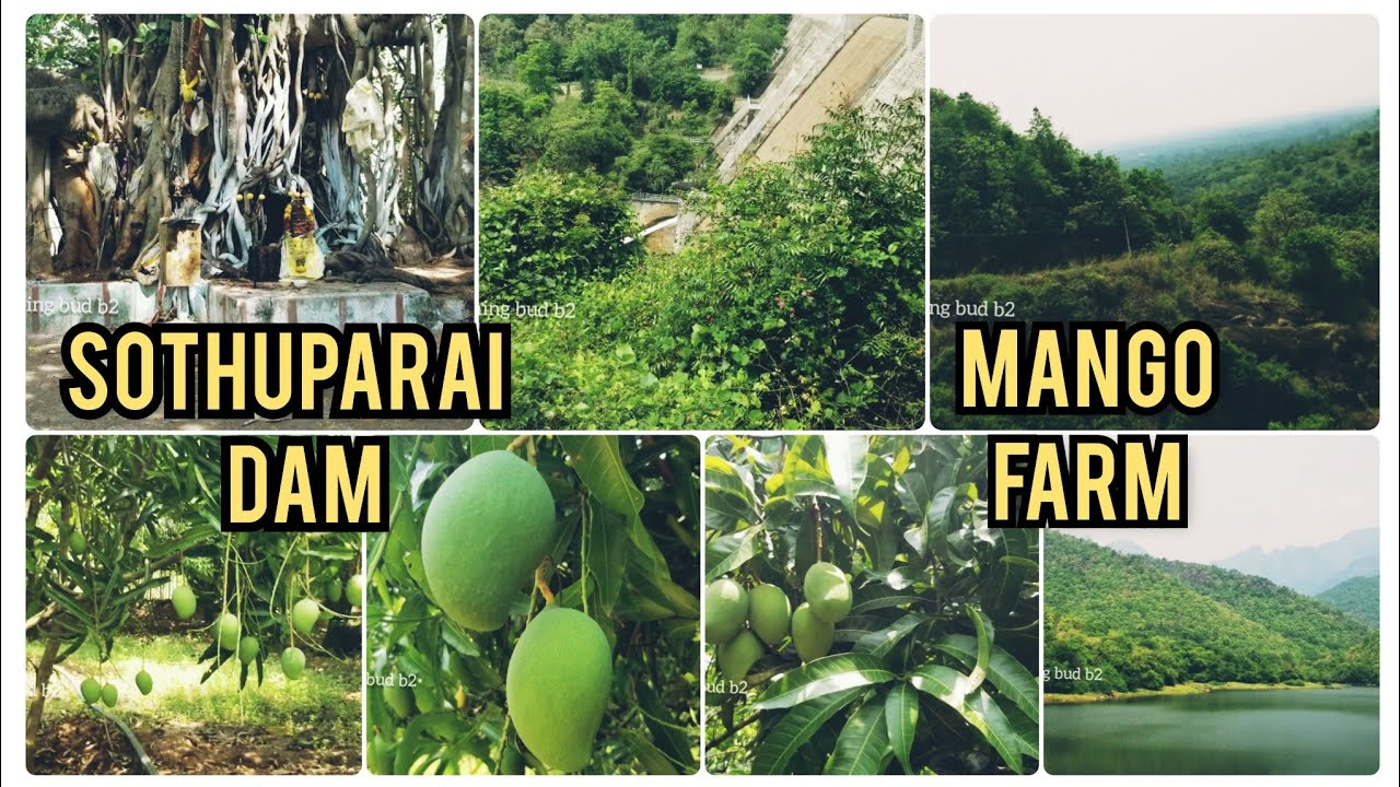 Sothuparai Dam & Mango farm - YouTube