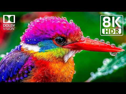 En Üstün Vahşi Yaşam Deneyimi | 8K/4K TV'ler için 8K HDR Dolby Vision Ekran Testi