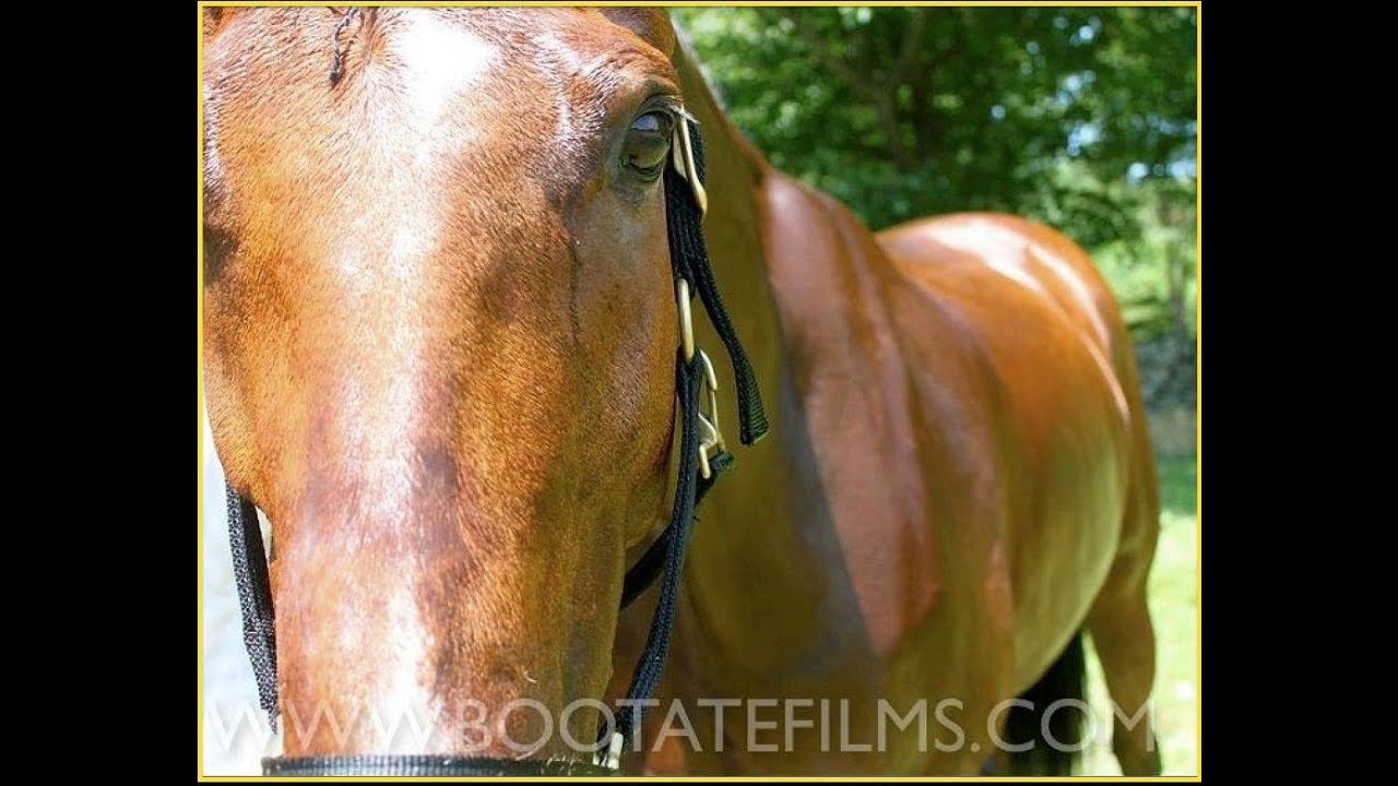 Amazing Horse Jumping | Amazing Galloping Horses [BOOTATE TV] - YouTube