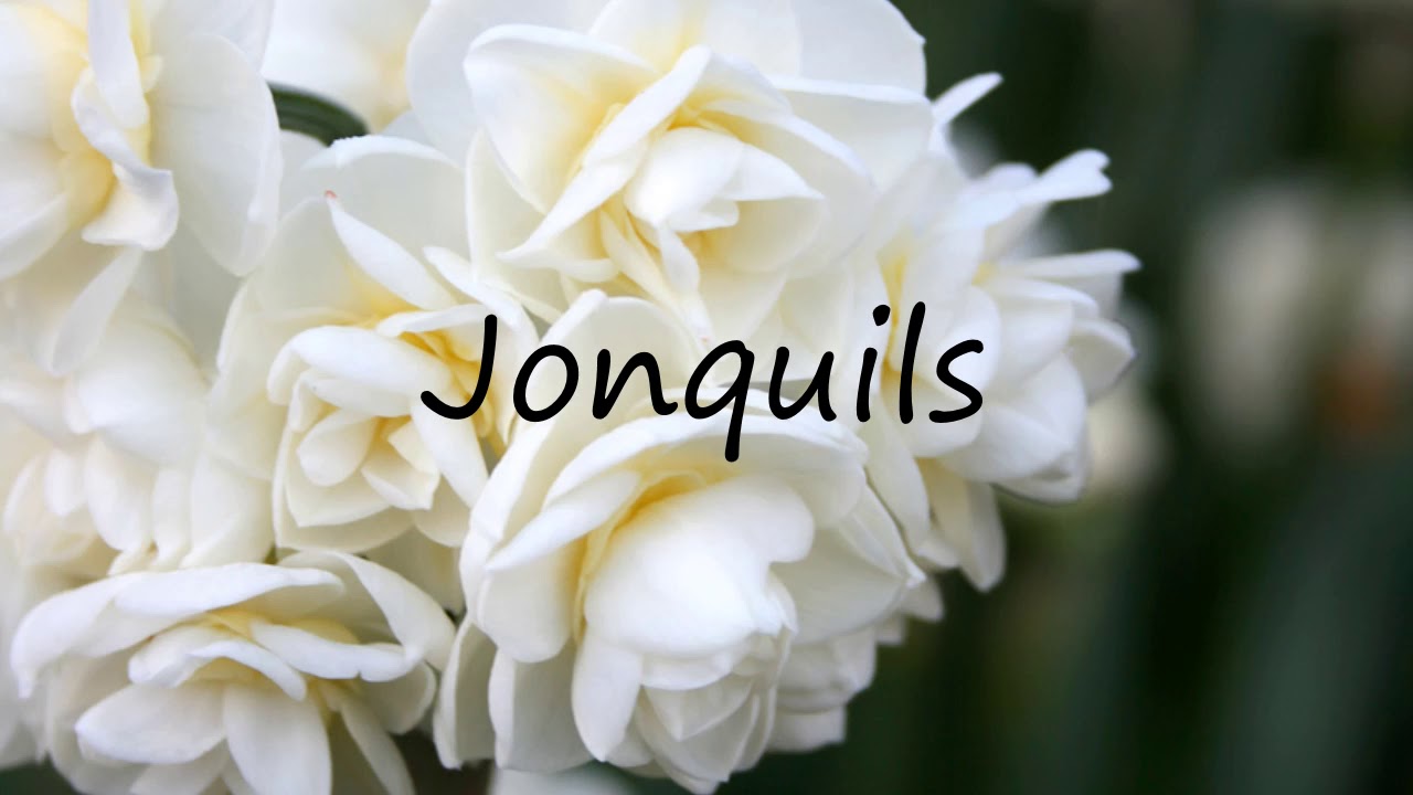 How to Pronounce Jonquils? - YouTube