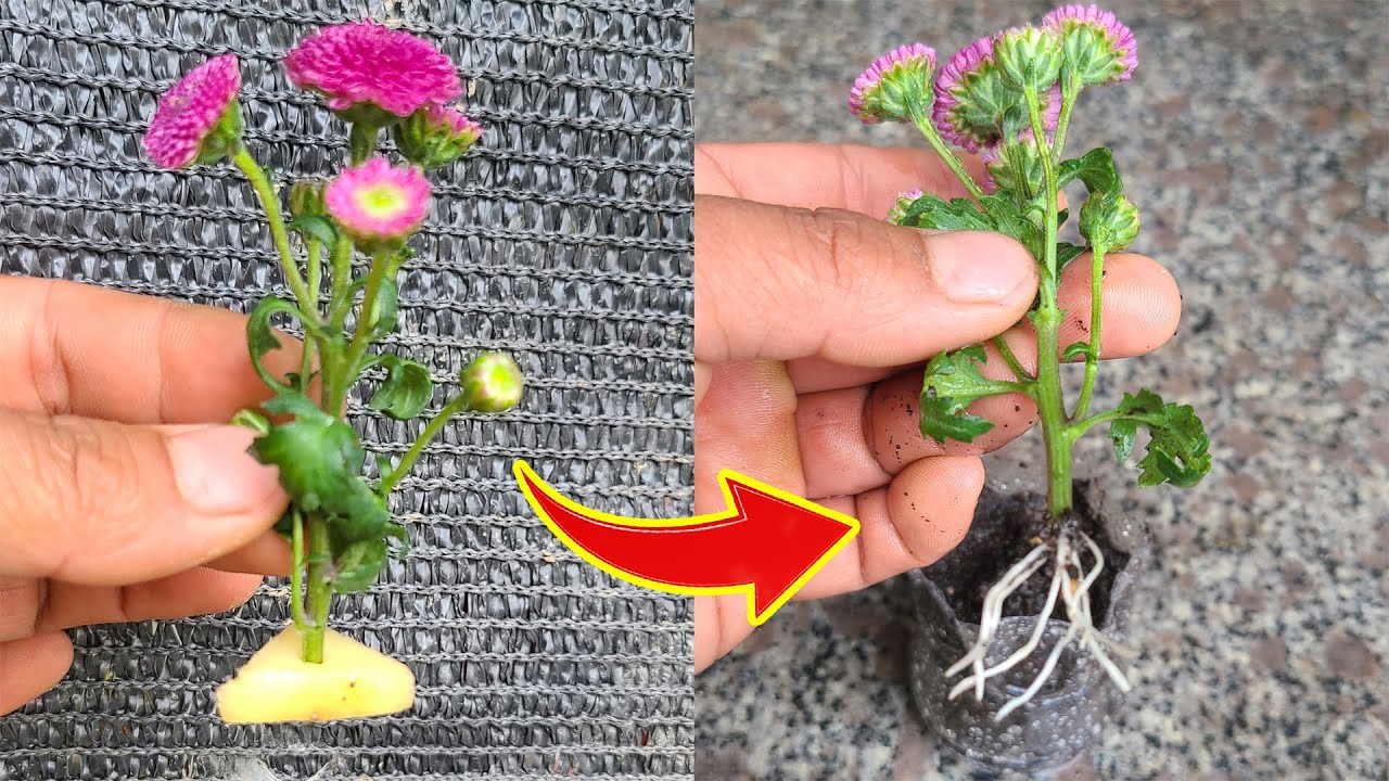 Method of creating new rooting flower branches - YouTube