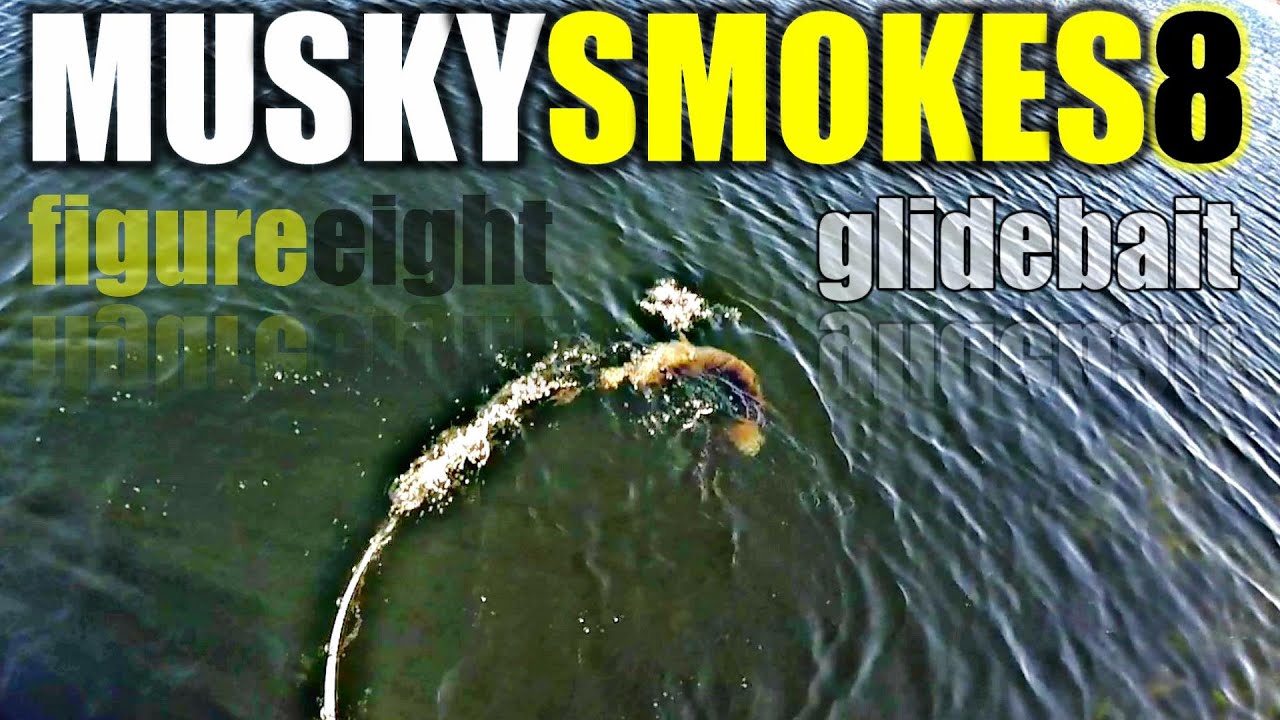 45 Inch Illinois MUSKY SMOKES the FIGURE 8! Muskie Eats Glider On The ...