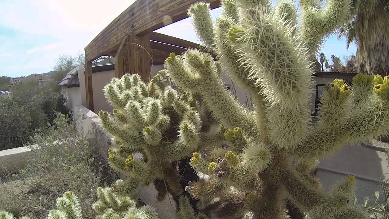 Nature Minute Episode One: Cactus Wren - YouTube