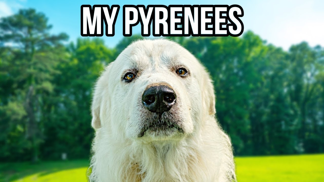 What It's Like Living With a Great Pyrenees - YouTube