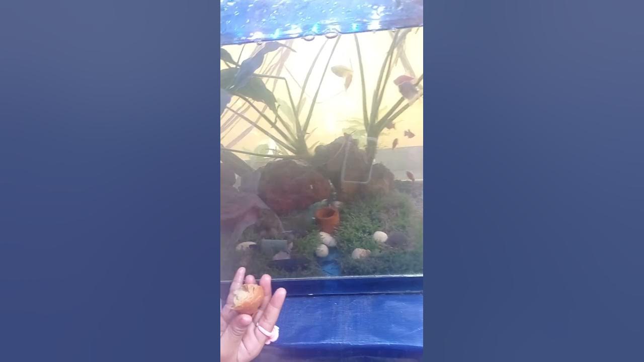 Aquarium Indah Dipandang Ikan Sapu2 Wajib Ada Agar Aquarium Bebas