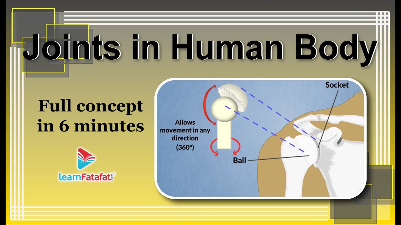 Class 6 Science Body Movements - Joints in Human Body - LearnFatafat ...