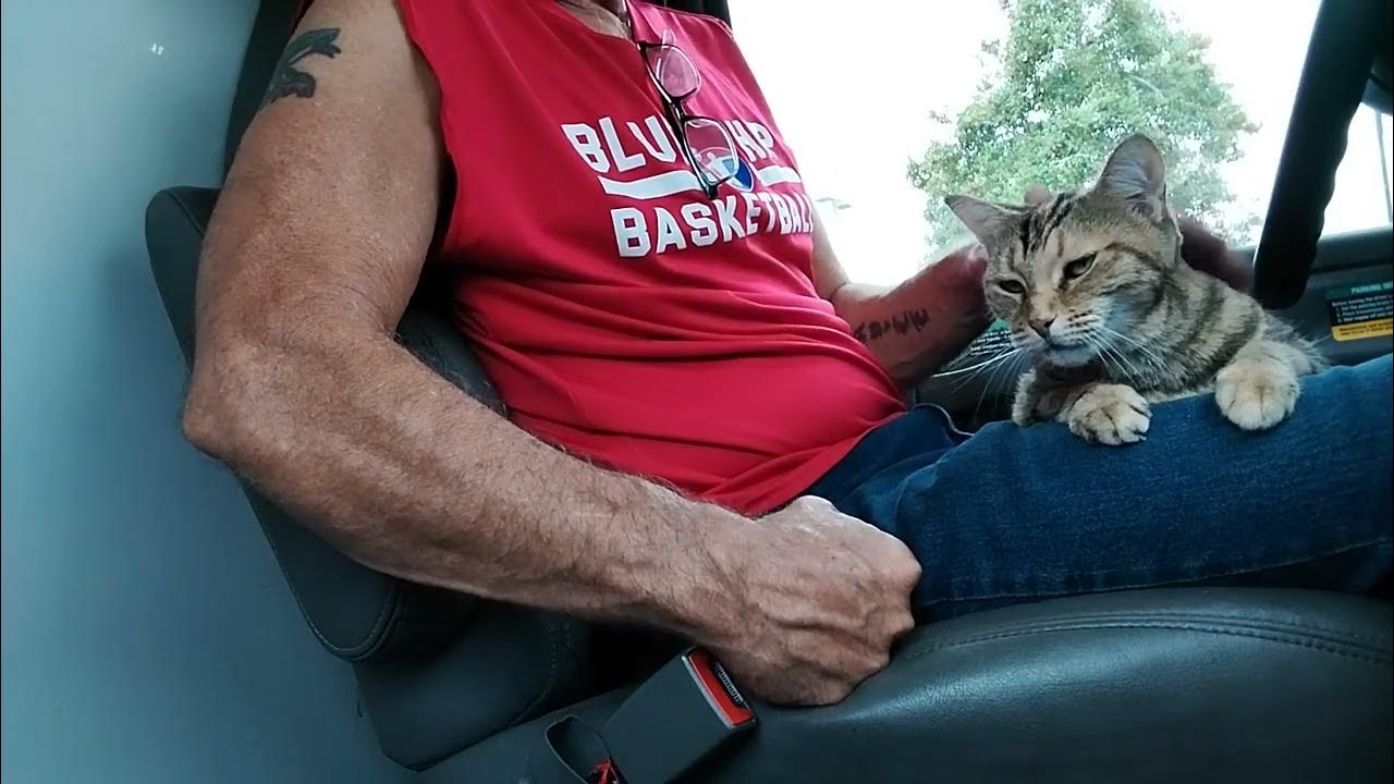 Precious Pussycat Show Cat Therapy Preciouspussycatshow Youtube