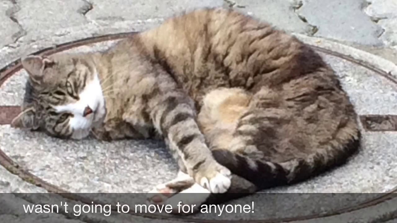 Swiss Cats and how they helped us understand why we love cats so much ...