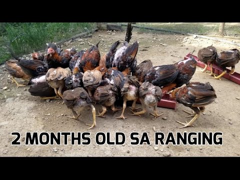 Silipin Natin Katuka ang Aking mga sisiw sa Small Ranging Area Nila ...