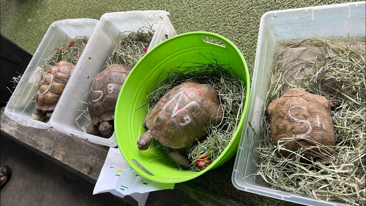 7 Tortoises at Hospital for medical help. Please help ...