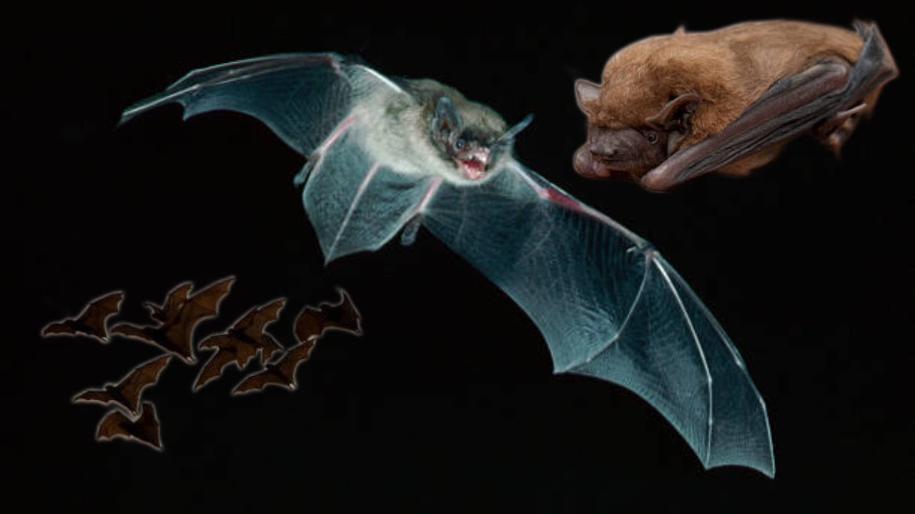 Bat Sound Effect, 4K video - YouTube