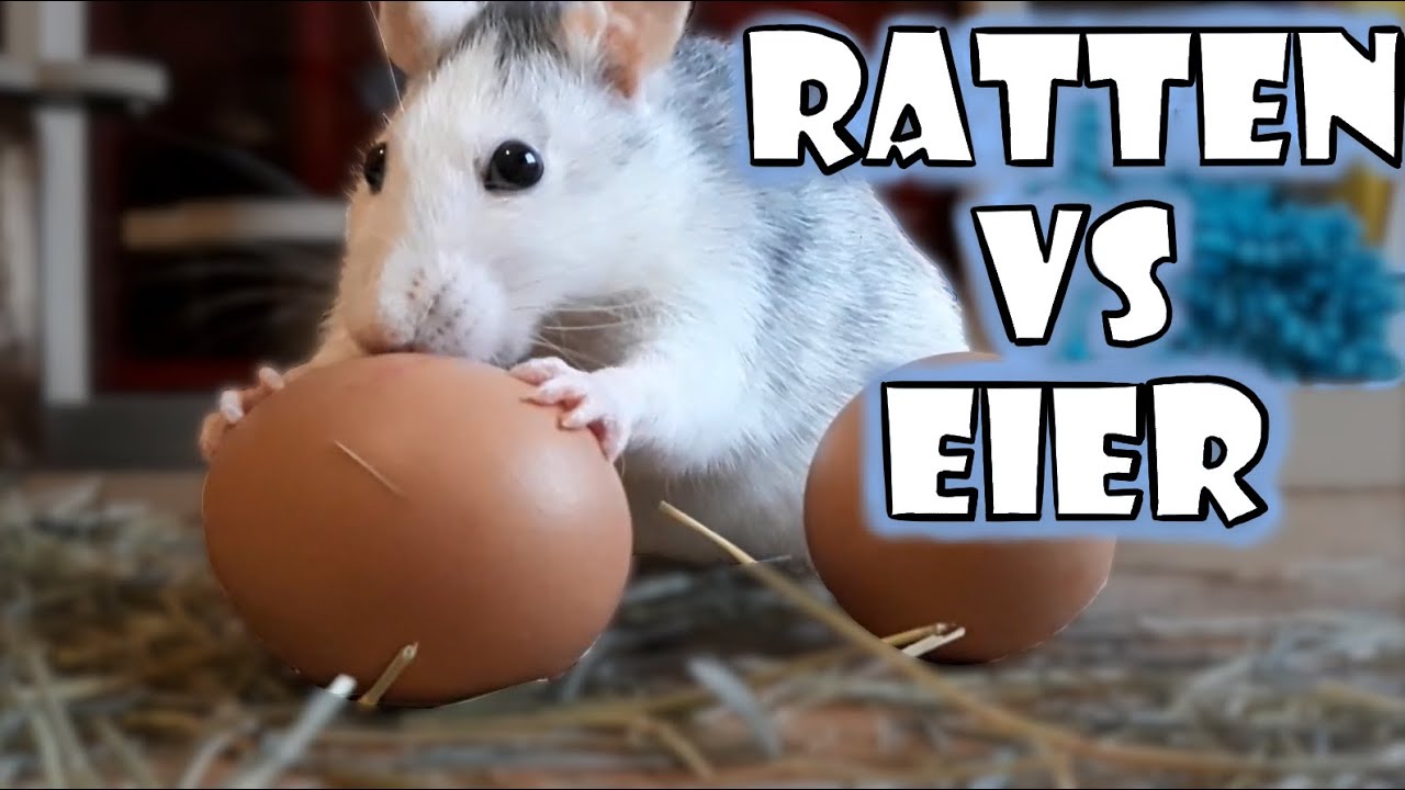Der Kampf hat begonnen |Ratten vs. gekochte Eier - YouTube
