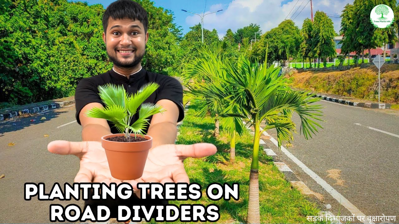 Planting Trees On 🛣️Road Dividers | सड़क विभाजकों पर वृक्षारोपण | Plant ...