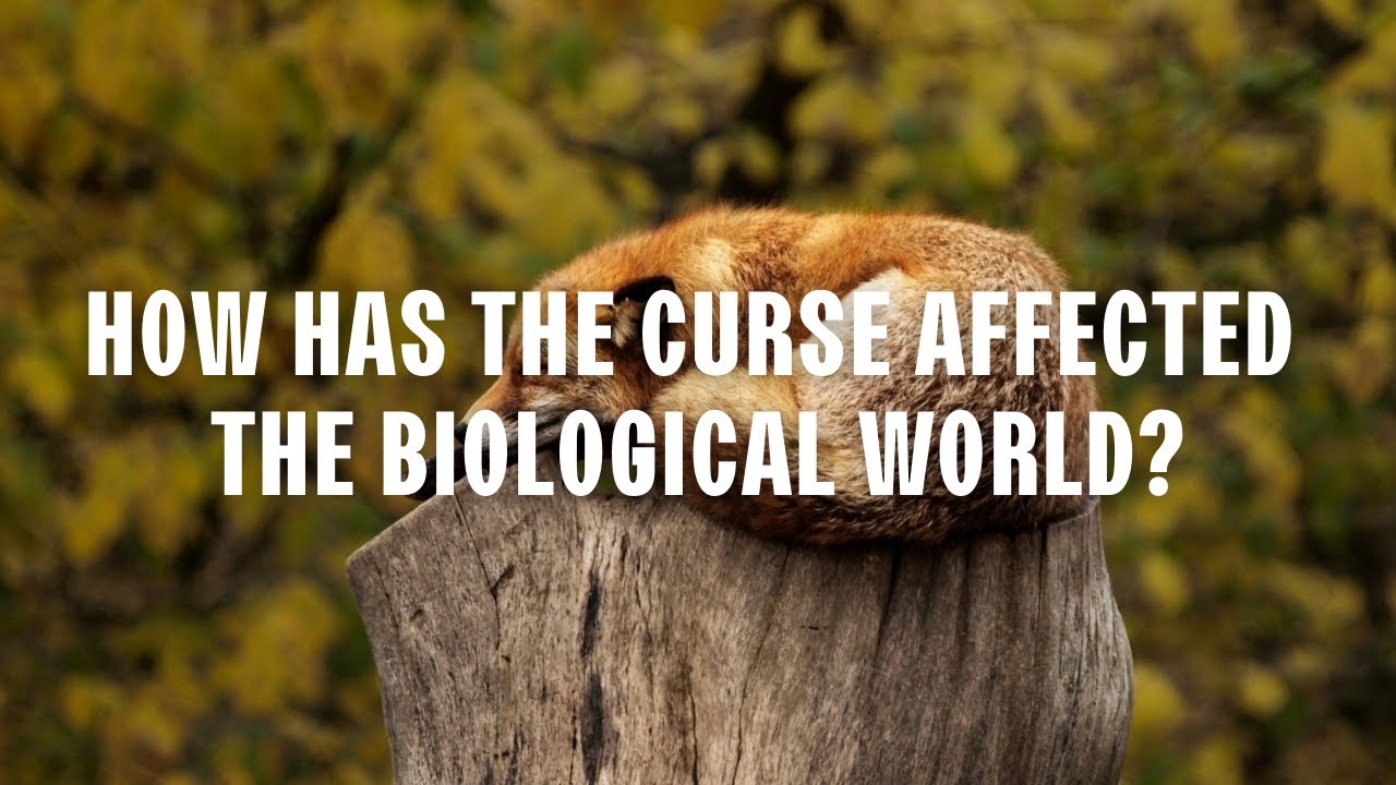 How has The Curse Affected the Biological World? | The Best Homeschool ...