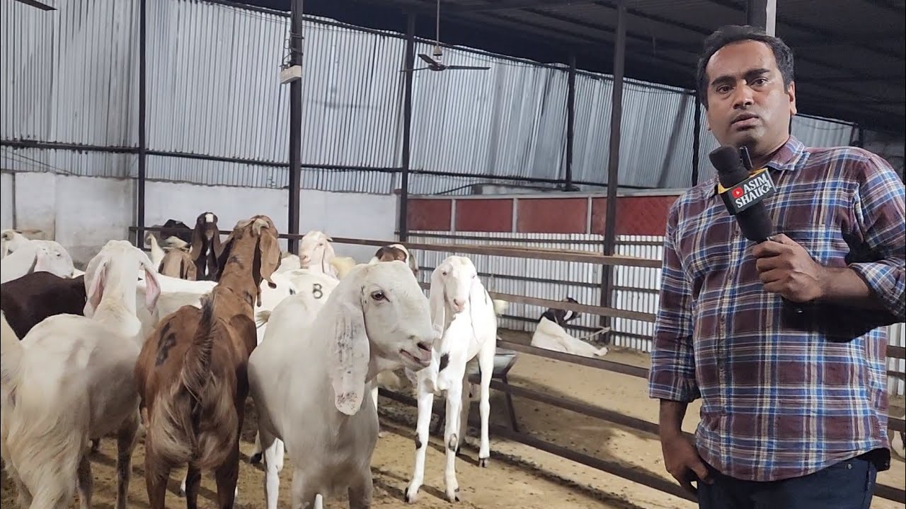Bakrewala Goat Farm Ka Season Started With Dhamaka | Saste Main Book ...