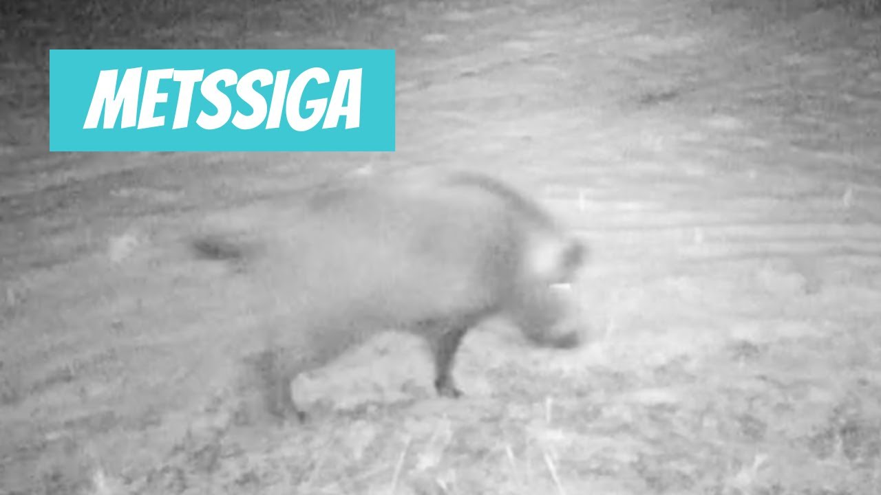 Metssiga, Sus scrofa, Wild boar - Eesti imetajad - YouTube