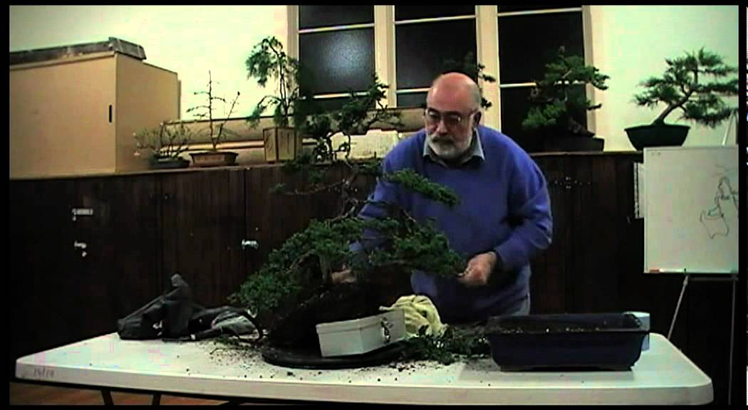 Bonsai - Monthly Meeting Edit 4 - Part 3 (Lee Wilson) - YouTube