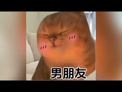 Yapapa cat meme || yapapa hmmm yapapa hame cat meme 