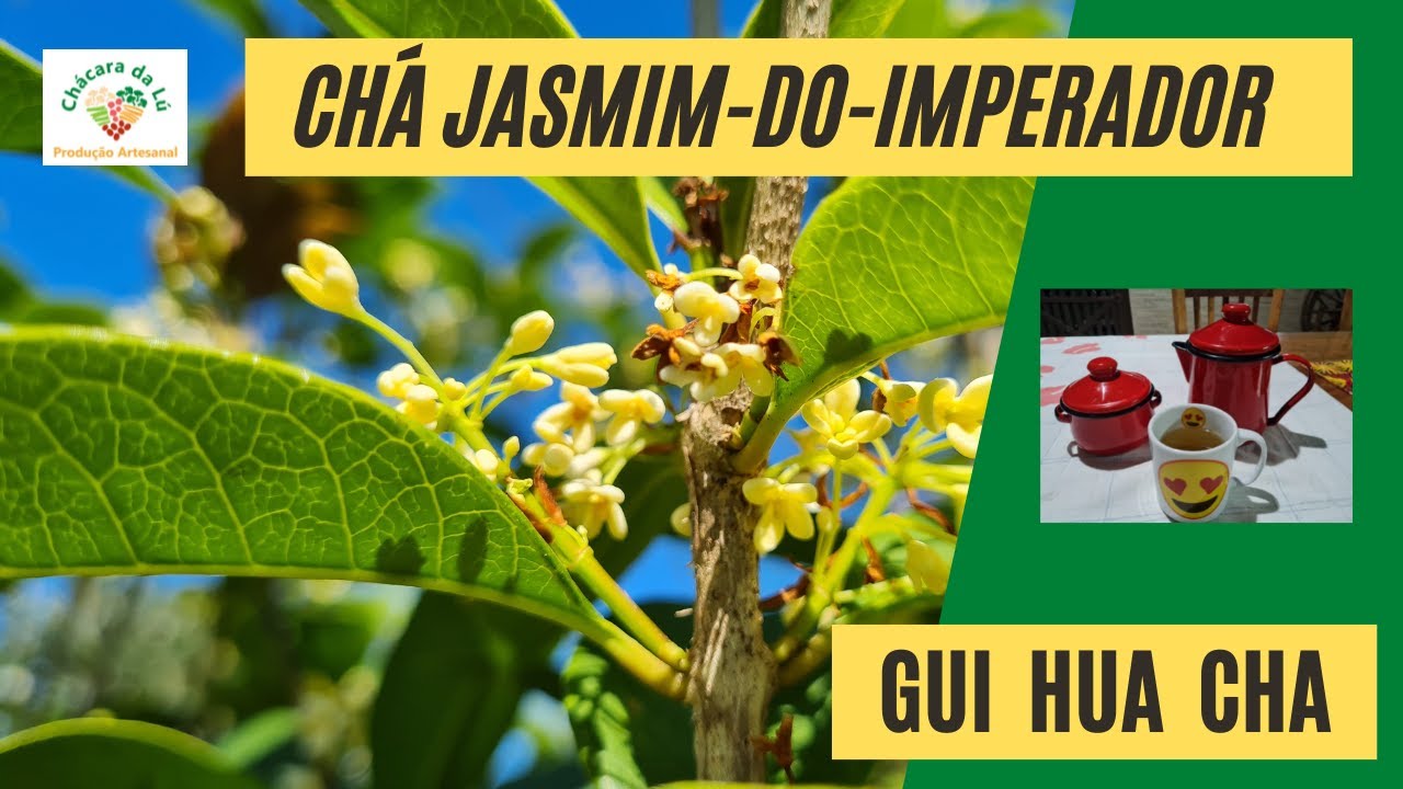 CHÁ da planta JASMIM DO IMPERADOR (osmanthus fragrans), também ...