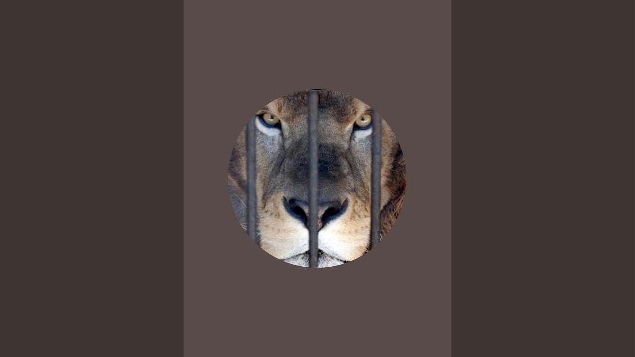 The Caged Lion is live! - YouTube