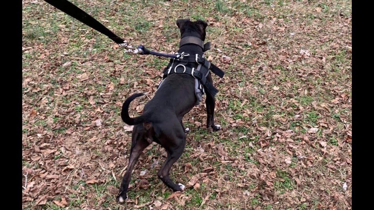 It’s a passion that will never end true apbt - YouTube