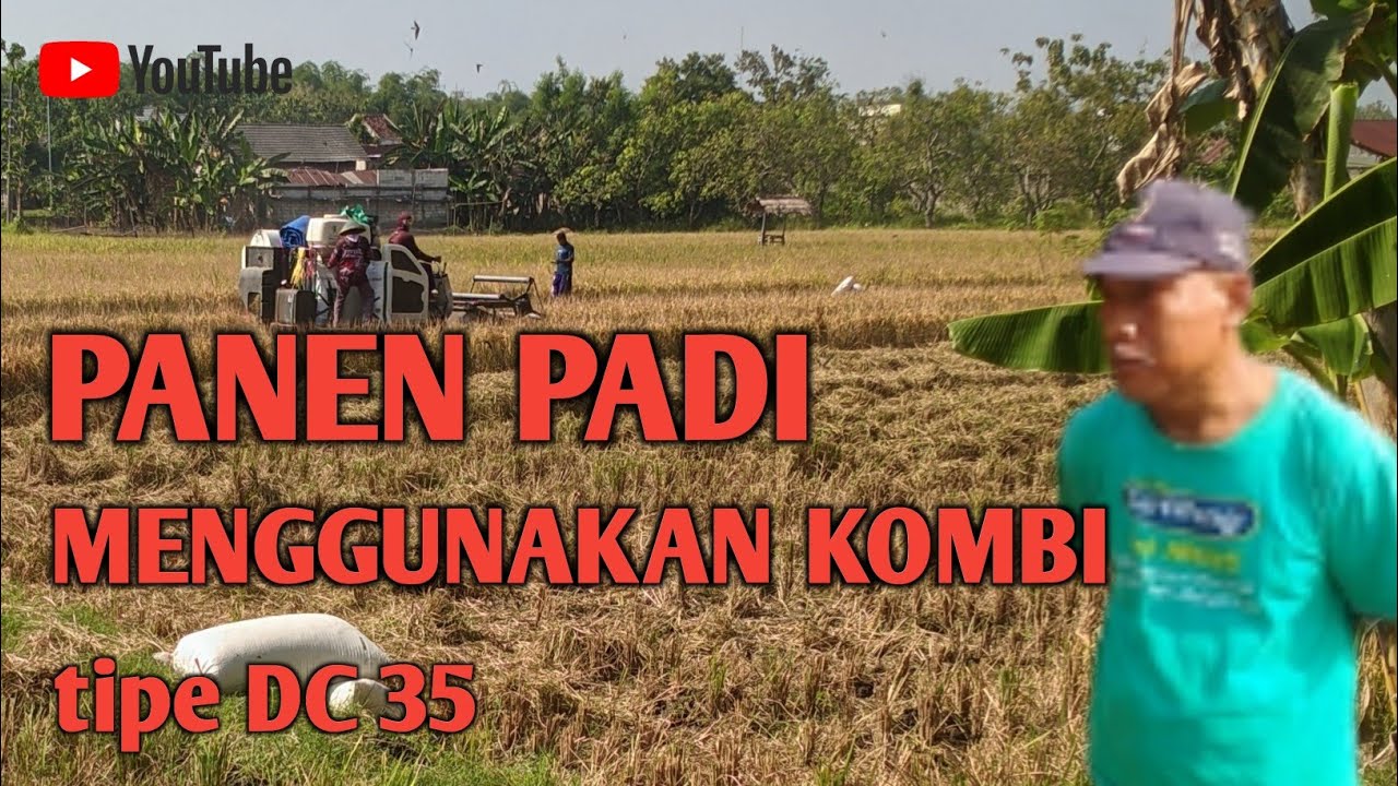 PANEN PADI || MENGGUNAKAN KOMBI KUBOTA TIPE DC 35 - YouTube