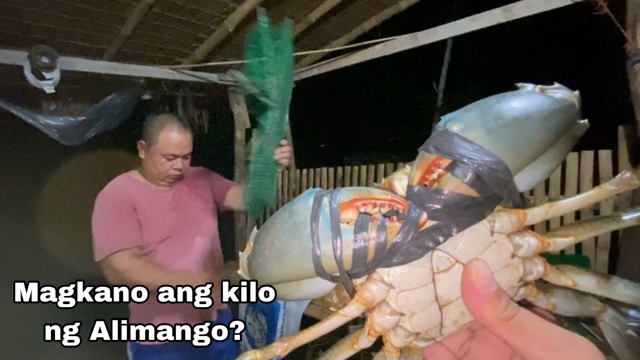 Magkano ang kilo ng Alimango ?? vlog893 - YouTube