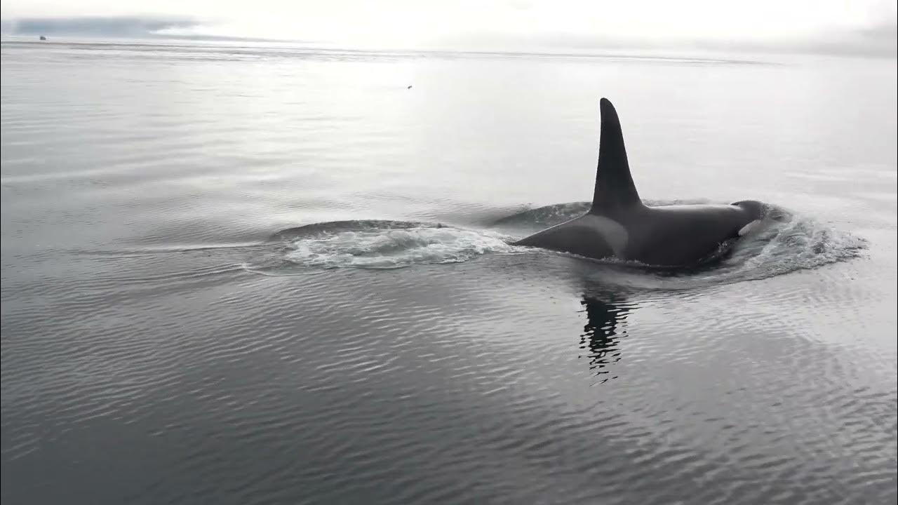 "Incredible Wildlife Encounter" with a Northern Resident Orca - YouTube