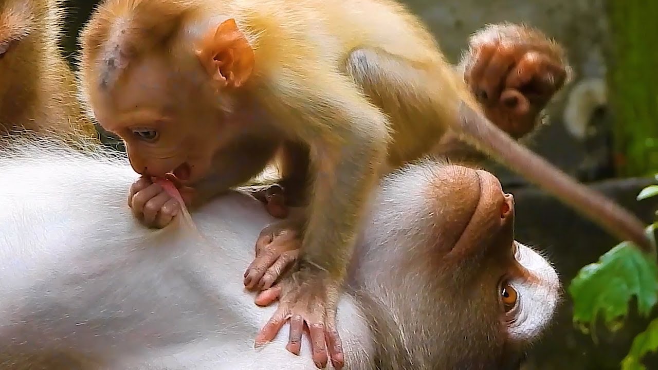 Oh God! Baby Lucie Stolen Milk 's Libby, Best Action Monkey In This Video, Natural Life Monkey ...