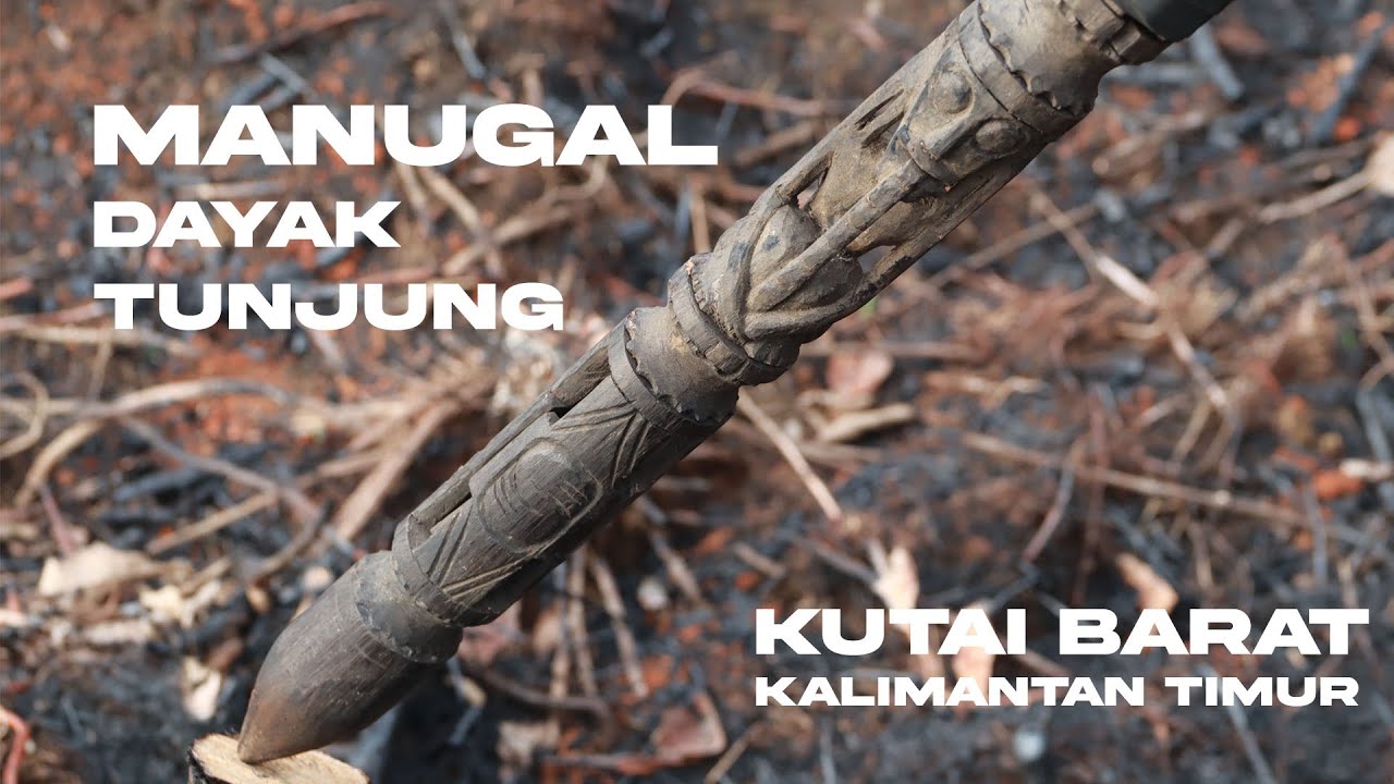 TRADISI MANUGAL DAYAK TUNJUNG - KUTAI BARAT KALIMANTAN TIMUR - YouTube