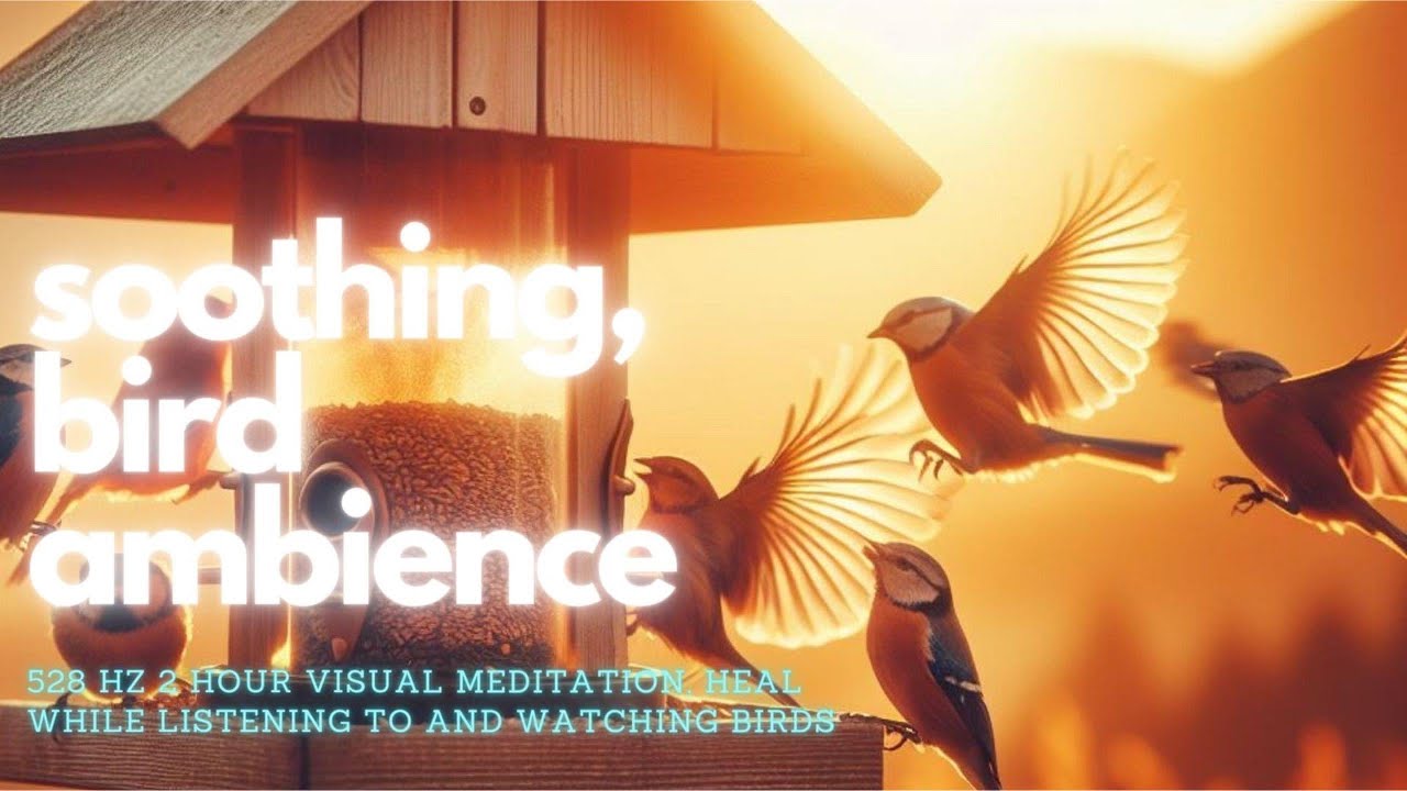Soothing Bird Ambience: (2-hour visual meditation) - YouTube