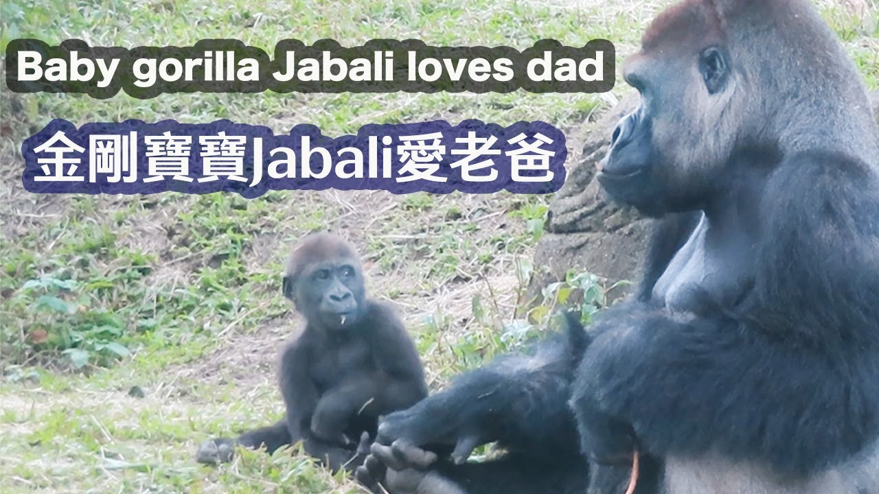 金剛寶寶Jabali愛老爸-Baby gorilla Jabali loves dad - YouTube
