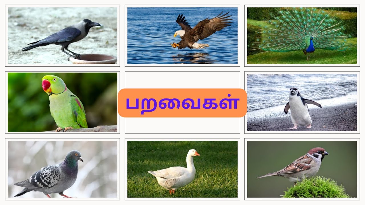 பறவைகள் பெயர்கள் | Birds name in tamil for LKG UKG kids - YouTube