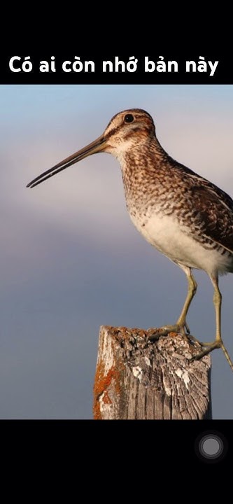 Tiếng chim DẼ GIUN bản cũ siêu ổn - YouTube